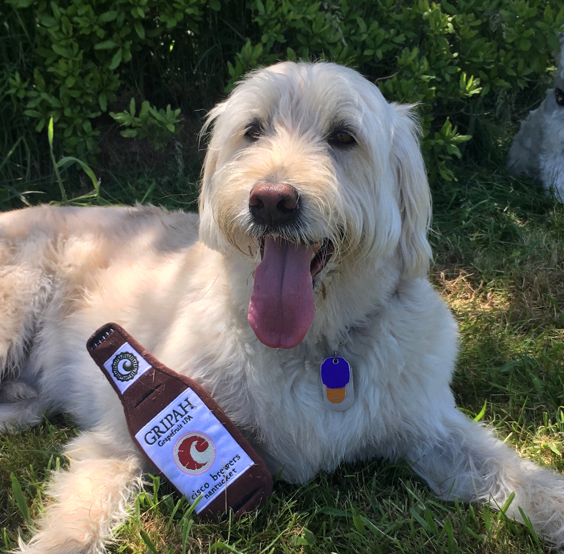 For the Dogs – Cisco Brewers